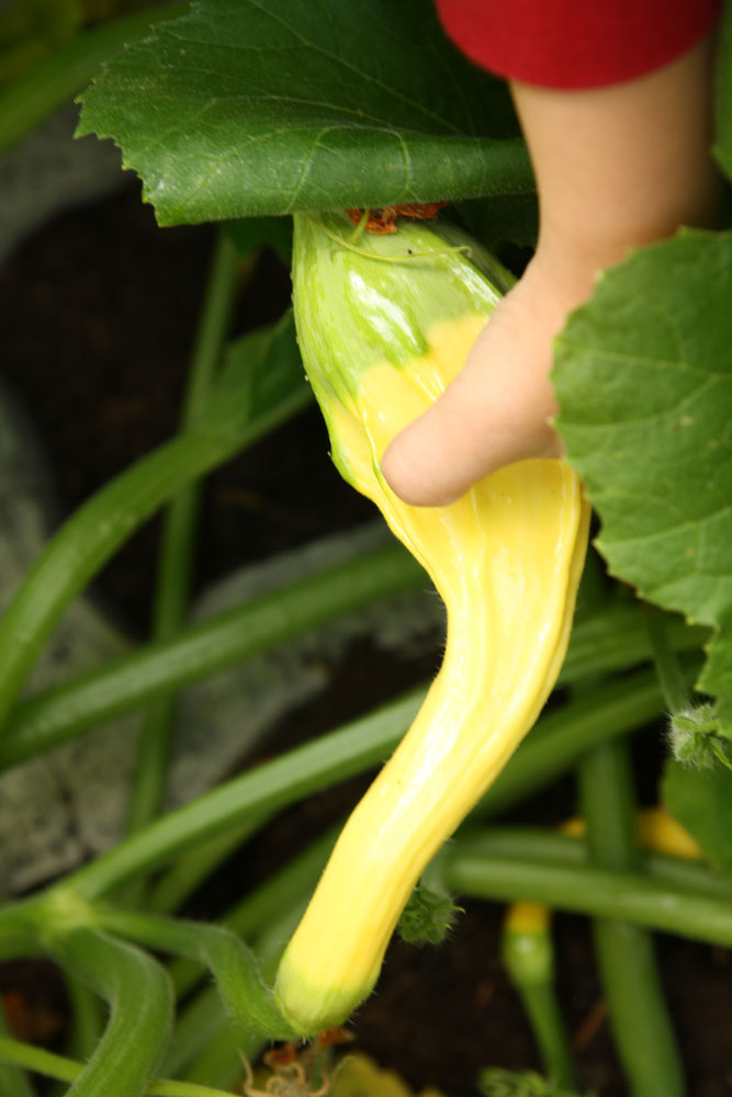 gooseneck-squash - No Ordinary Homestead