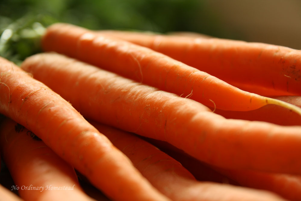 Capturing Fresh - No Ordinary Homestead