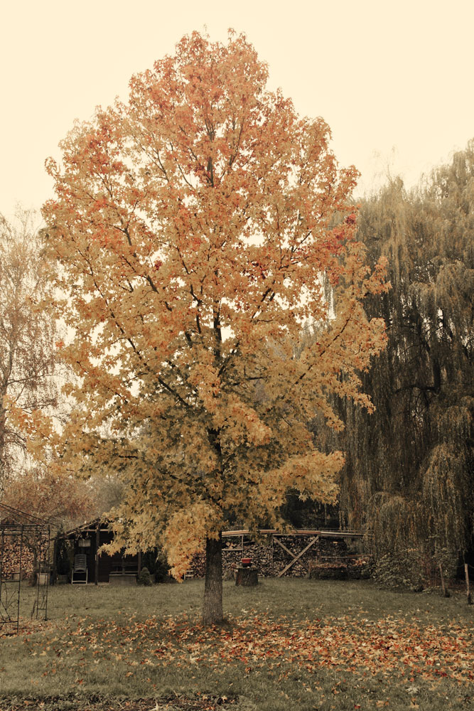 Capture Fall - No Ordinary Homestead