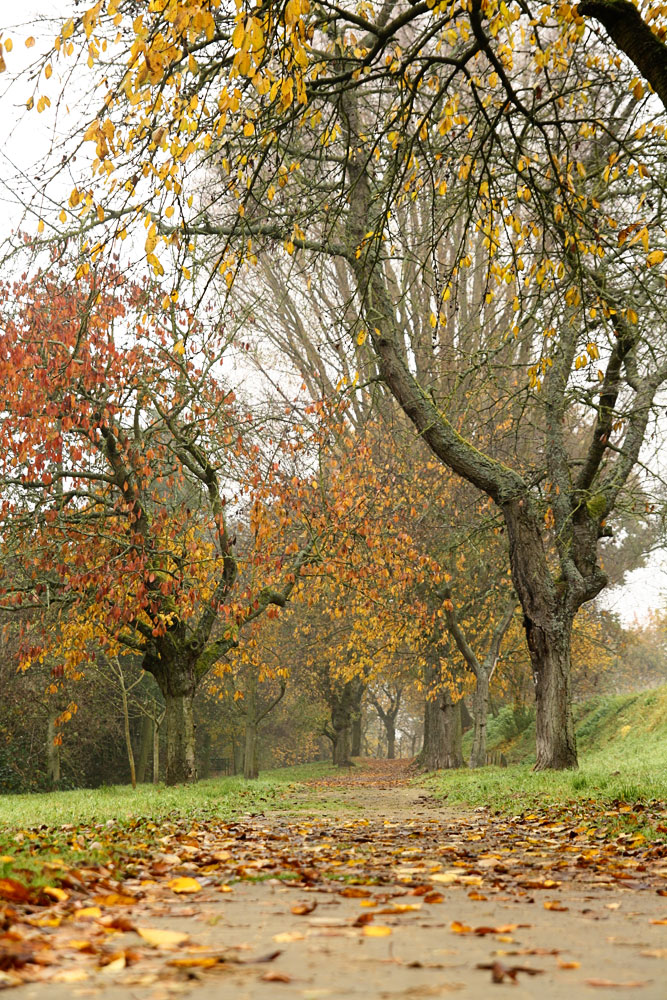 Capture Fall - No Ordinary Homestead