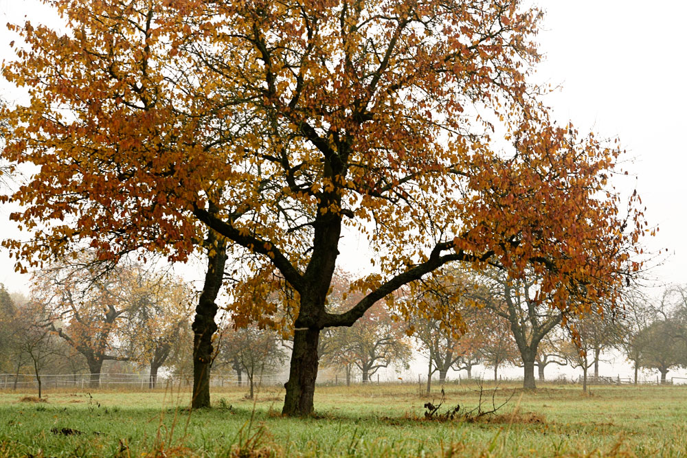 Capture Fall - No Ordinary Homestead