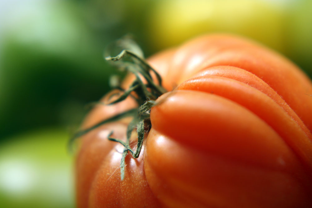 Capture the Harvest - No Ordinary Homestead