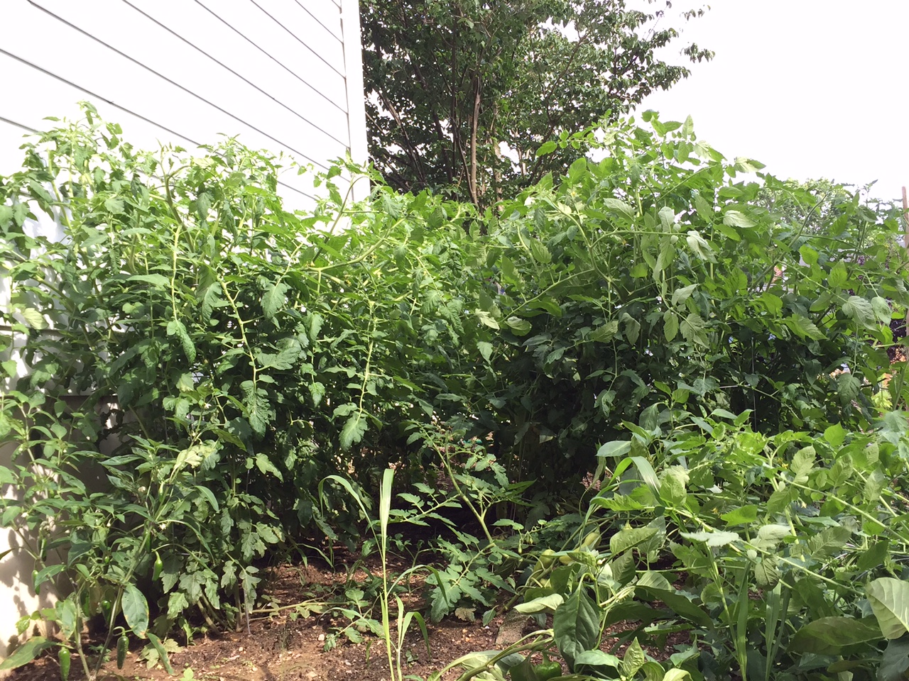 How to Prune Tomatoes Like a Boss - No Ordinary Homestead