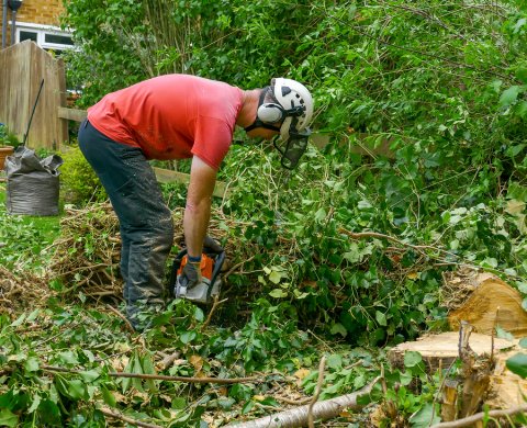 Tree Cutting Techniques & Tips - Garden
